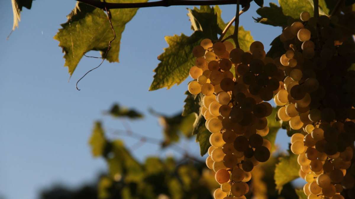 Trebbiano - Vine & Varietals | Torri Cantine Store